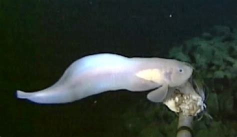 Snailfish Ocean Treasures Memorial Library