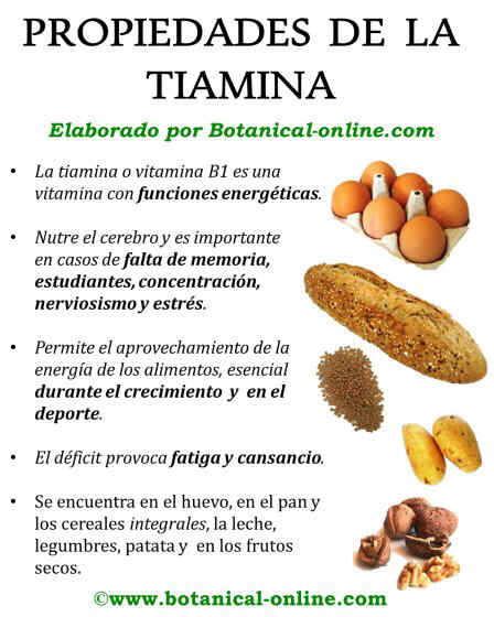 Propiedades De La Vitamina B1 Botanical Online