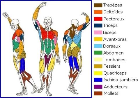 Comment faire de la musculation à la maison Muscles corps humain
