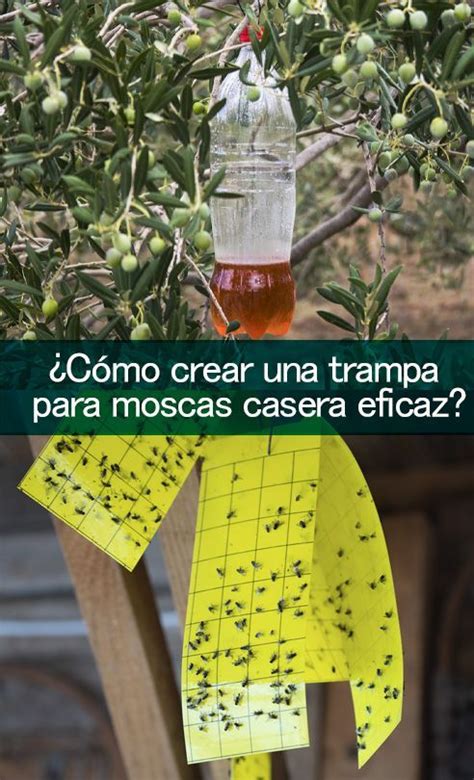 Cómo crear una trampa para moscas casera eficaz Hogarmania Trampas