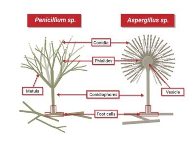 Asexual Reproduction In Penicillium Life Cycle Of Fungi Isolated