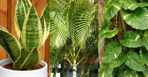 Plantas Purificadoras De Aire Verdtical Magazine