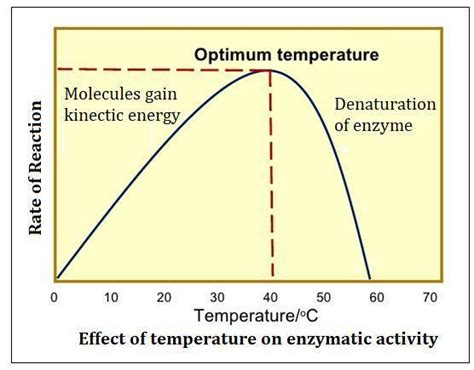 The Graph Shows The Effect Of Temperature On The Rate Of Enzyme