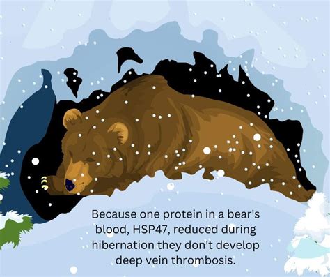 Hibernating Bears Dont Develop Deep Vein Thromboses Yet Humans Can
