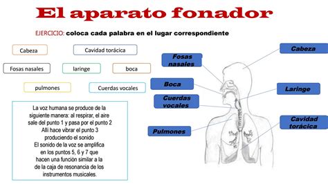 El Aparato Fonador By Diana Mayely Camayo Munive Issuu