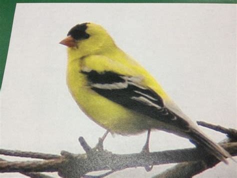 Flashcards Birds Of Field And Garden Quizlet