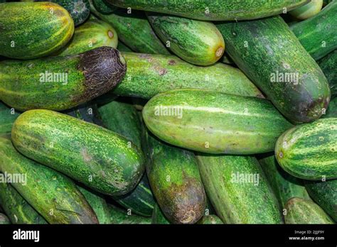 Fresh Organic Cucumber From Farm Close Up From Different Angle Stock