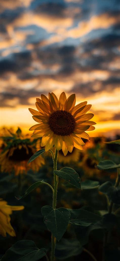 Update More Than 75 Aesthetic Wallpaper Sunflowers Super Hot In