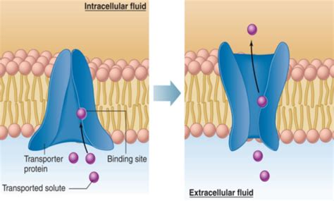 Cell Membranes And Membrane Transport Flashcards Quizlet