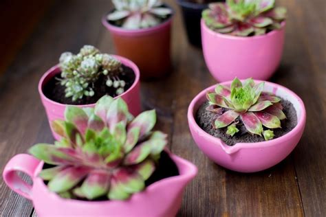 7 Plantas Que Se Riegan Una Vez Por Semana Bioguia