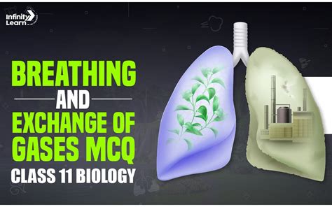 Breathing And Exchange Of Gases MCQ Class 11 NEET Biology