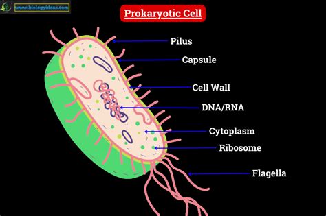 Prokaryotic Cell Structure