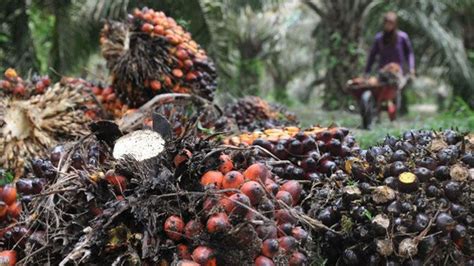Perkebunan Kelapa Sawit Terbesar Di Indonesia Inilah Daftar Perusahaannya