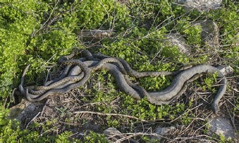 Ilha Das Cobras Um Dos Locais Mais Mortais Do Mundo Fica No Brasil