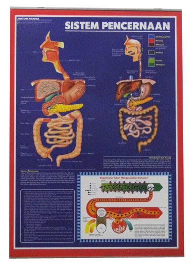 Poster Sistem Pencernaan Manusia Gambaran