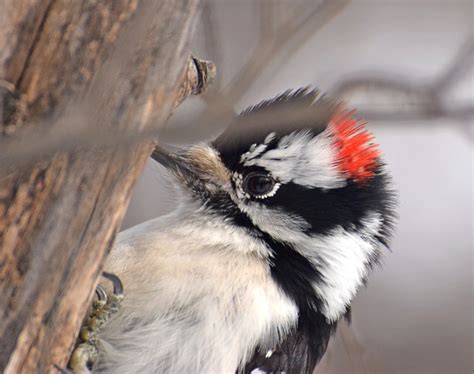 Specht Vogel Vogelkunde Kostenloses Foto Auf Pixabay Pixabay