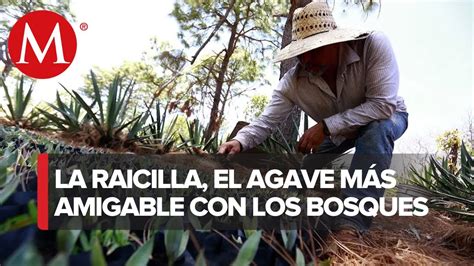 Jalisco es el único productor de raicilla agave amigable con el medio