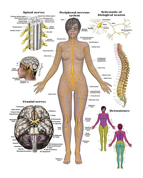 Buy YNB Spinal Nervous System Anatomy S Human Spinal Nerve And Cranial
