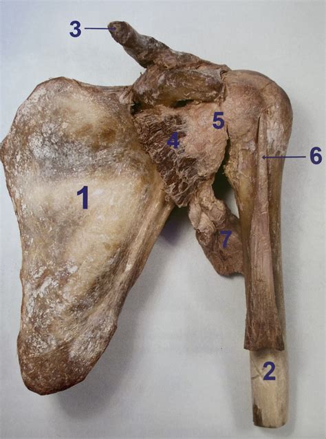 P 17 Glenohumeral Joint Diagram Quizlet