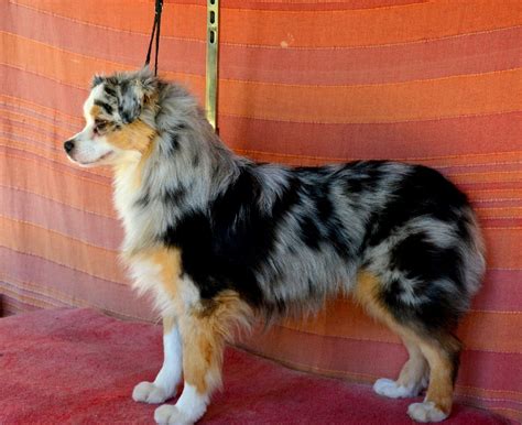Chiot Elevage Des P Tits Bergers Du Pilat Eleveur De Chiens Mini