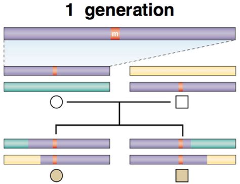 Genetics Vi Mendelian Inheritance Flashcards Quizlet