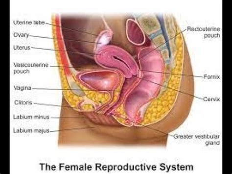 CHAPTER 3 HUMAN REPRODUCTION YouTube