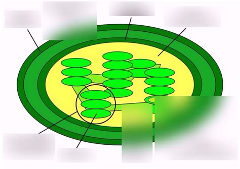 Chloroplast Diagram Diagram Quizlet
