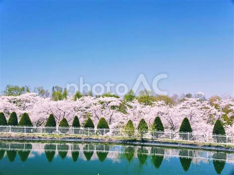 水辺の桜並木と青空 No 4972921写真素材なら写真AC無料フリーダウンロードOK