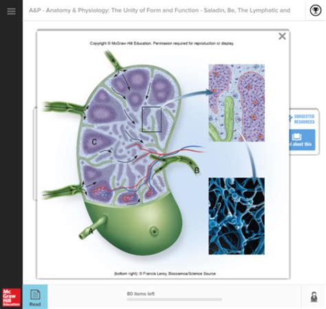 Chapter The Lymphatic And Immune Systems Flashcards Quizlet