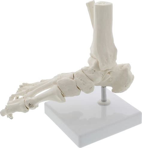 Industrial Scientific FHUILI Foot Skeleton Model Lifesize Foot Bone