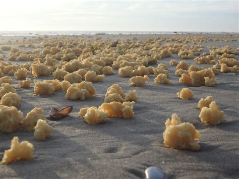 9 criaturas mais estranhas encontradas na praia Revista Galileu Ciência