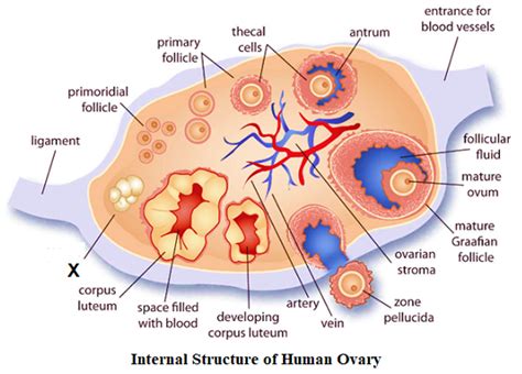 Draw A Labelled Diagram Of The Internal Structure Of Human Ovary