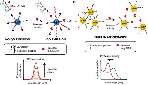the anatomy of quantum dots a qds contain a semiconducting download scientific diagram