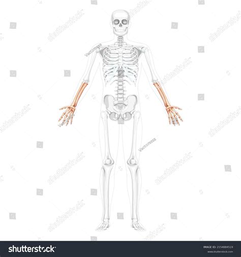 Skeleton Forearms Human Hand Front Anterior Stock Vector Royalty Free