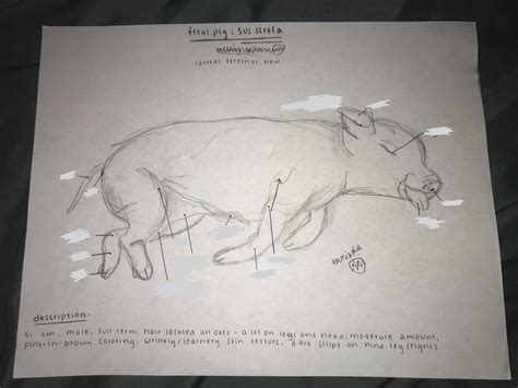 Fetal Pig Diagram Diagram Quizlet
