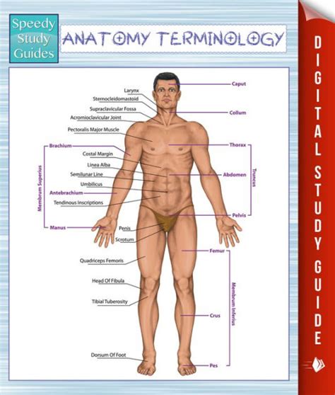 Anatomy Terminology Speedy Study Guides By Speedy Publishing EBook