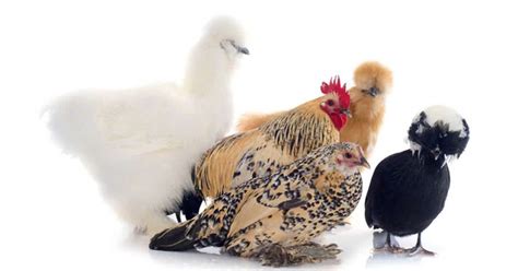 Les Types De Poules Pour Y Voir Plus Clair Mes Poules