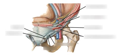 Block 2 Inguinal Canal Diagram Quizlet
