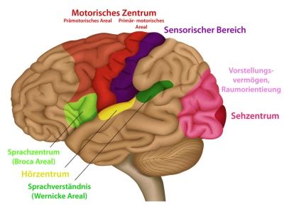 Gehirn Bereiche Und Funktionen Quotes Welcome
