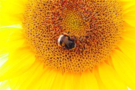 Solros Bi Blomma Gratis foto på Pixabay Pixabay