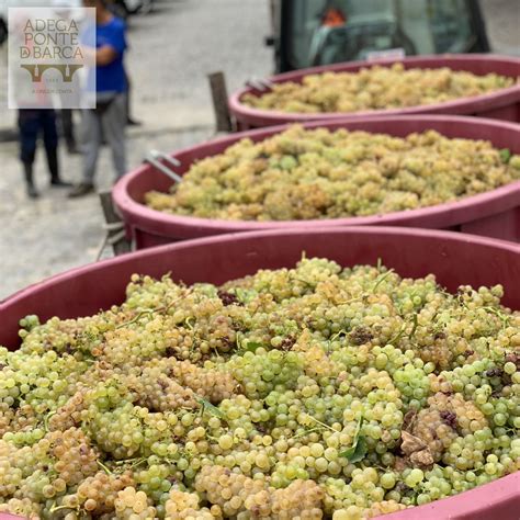 Adega Ponte Da Barca Wine Tasting Tour Winetourism