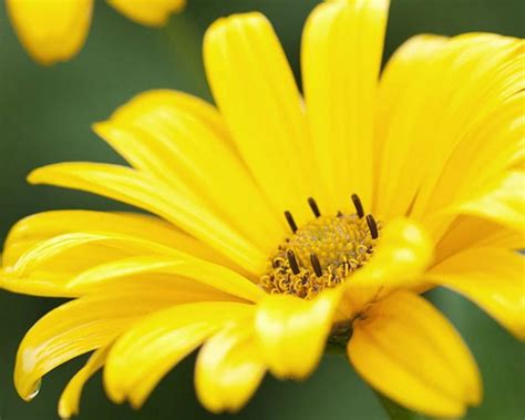 Yellow Flower Bloom Petals Yellow Flower HD Wallpaper Pxfuel