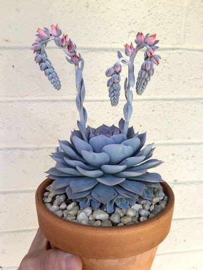 33 Best Flowering Succulents To Grow Indoors And Outdoors