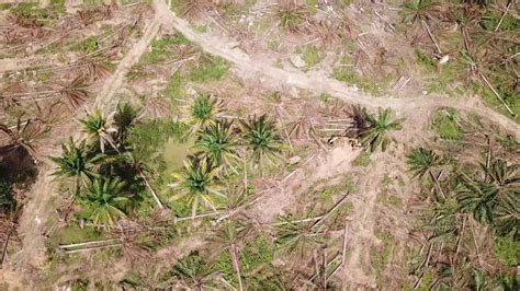 Oil Palm Tree Is Fall Due To Tree Clearing By Excavator 8956505 Stock