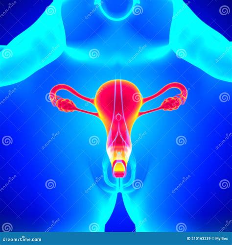 Female Reproductive System Anatomy For Medical Concept 3D Stock