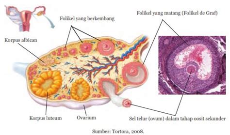 Jelaskan Proses Pembentukan Sel Kelamin Perempuan Oogenesis GEOGRAPIK