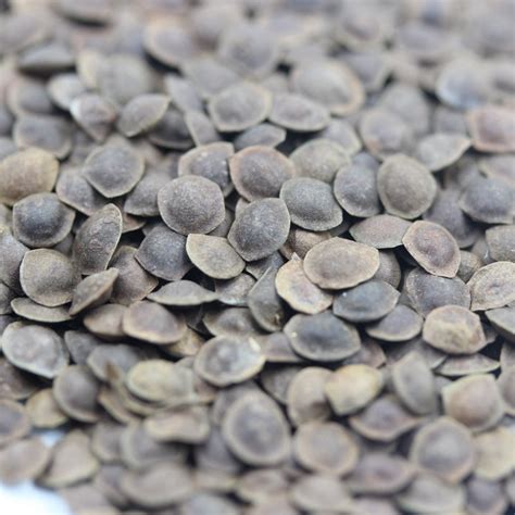 含羞草种子种植方法怎么种植更好 绿宝园林网