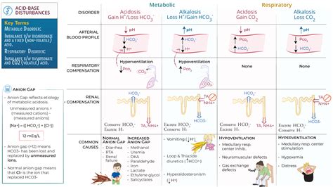 Renal System Alkalosis And Acidosis Ditki Medical Biological Sciences