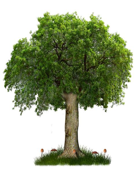 Narra Tree Png Transparent Narra Tree Png Images Pluspng