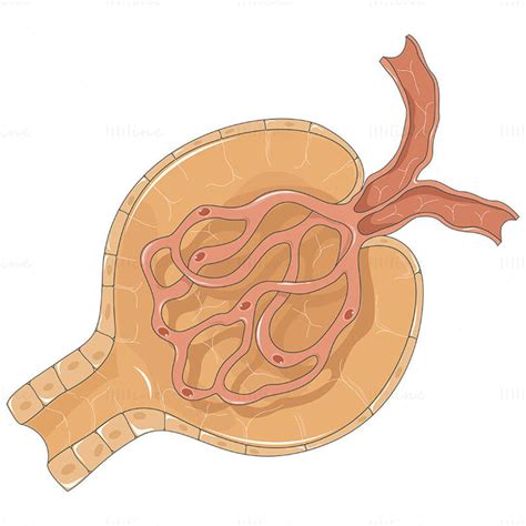 Renal Corpuscle Vector
